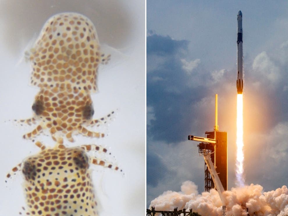 NASA sending baby Squids and Tardigrades into the International Space ...