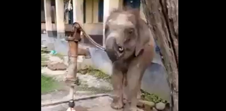 [VIDEO] Baby elephant pumps and drinks water from a handpump